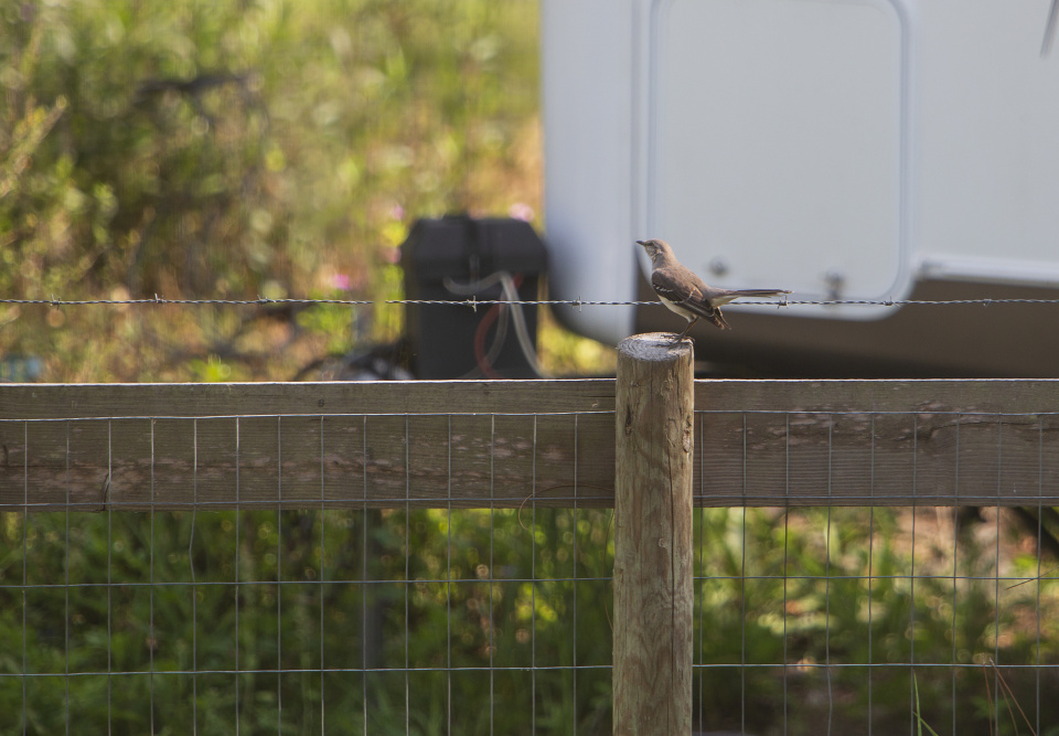 Mockingbird | bugsman | Blipfoto