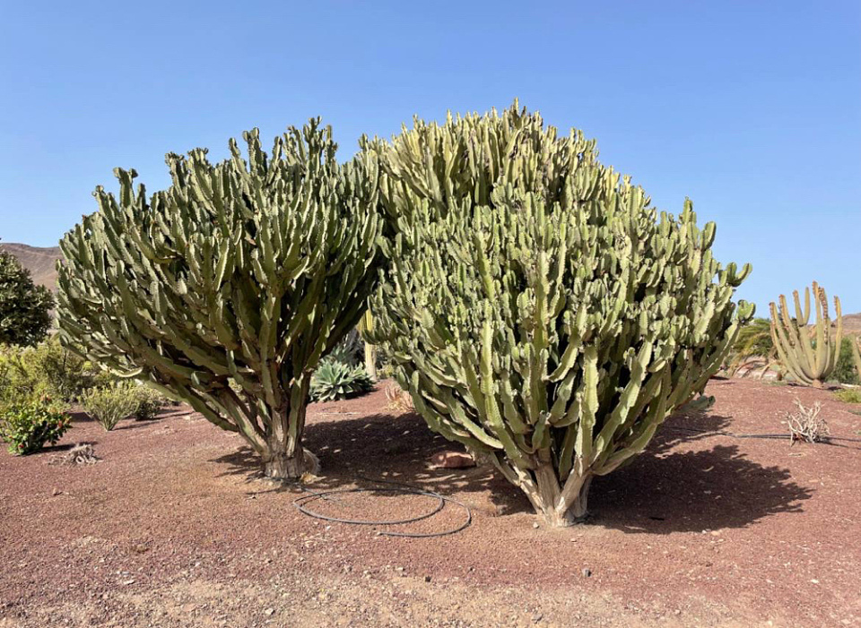 Cactus trees | Totoro112 | Blipfoto