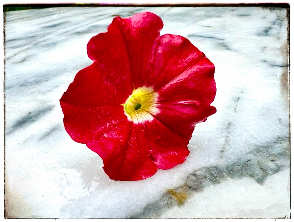 A red day!! | pixelpixie | Blipfoto