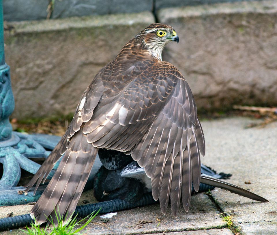 Sparrowhawk versus pigeon | DarkEyedMary | Blipfoto