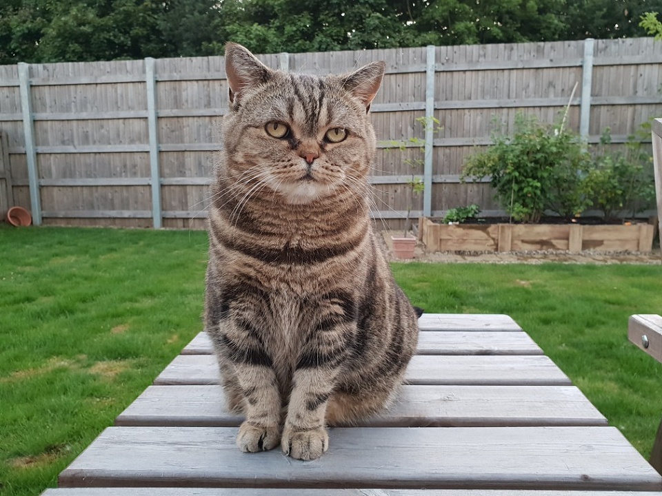 Poppet on the Garden Table | pencefn | Blipfoto