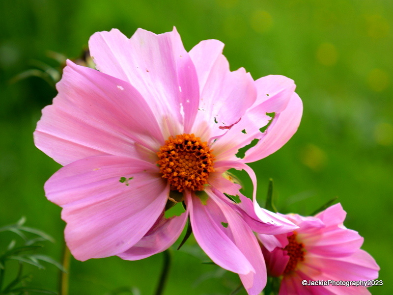 Tatty | ThingsBeautiful | Blipfoto