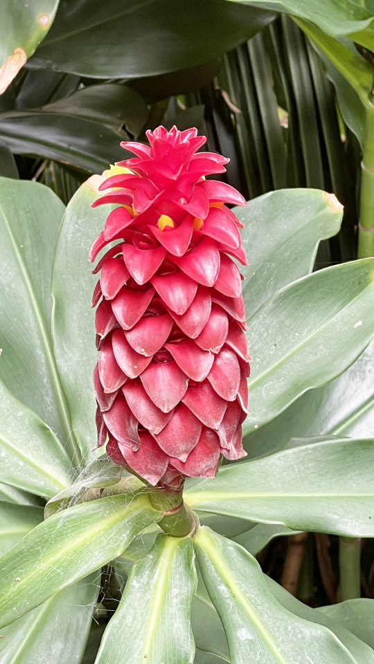 Spiral ginger | Burradoo | Blipfoto