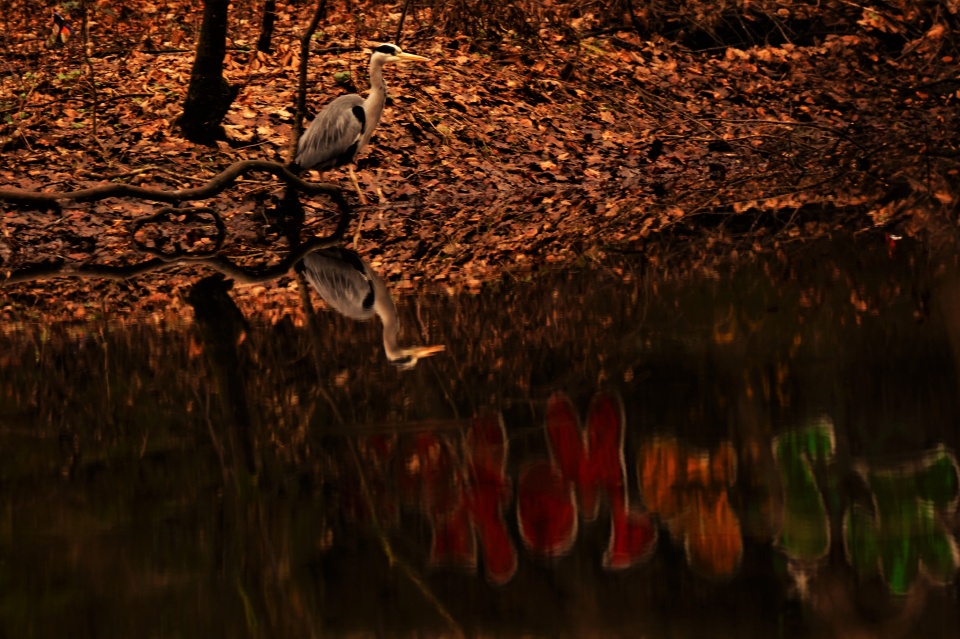 Heron Reflection | BernardB | Blipfoto
