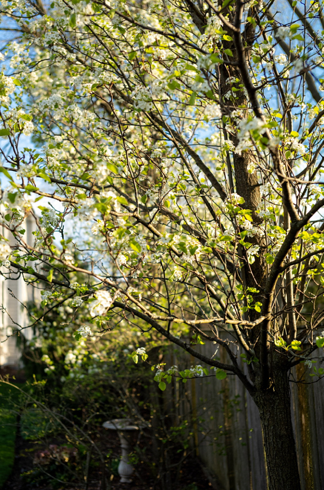 Spring Rain | jjdphoto | Blipfoto