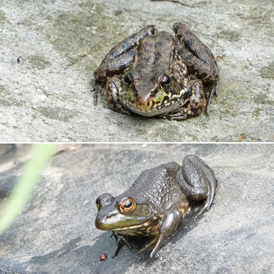 Frogs | Kimb | Blipfoto