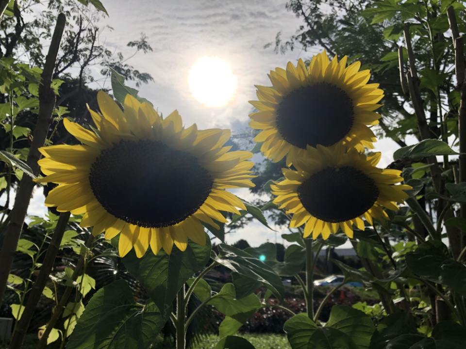 Hello Sunshine | hsuf | Blipfoto