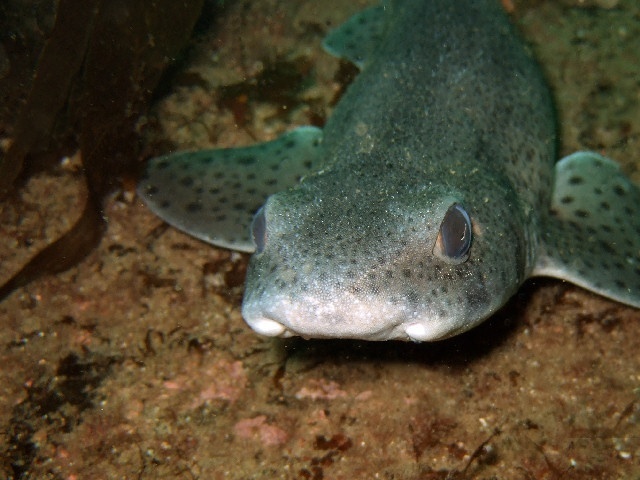 Shark! | cyclops | Blipfoto