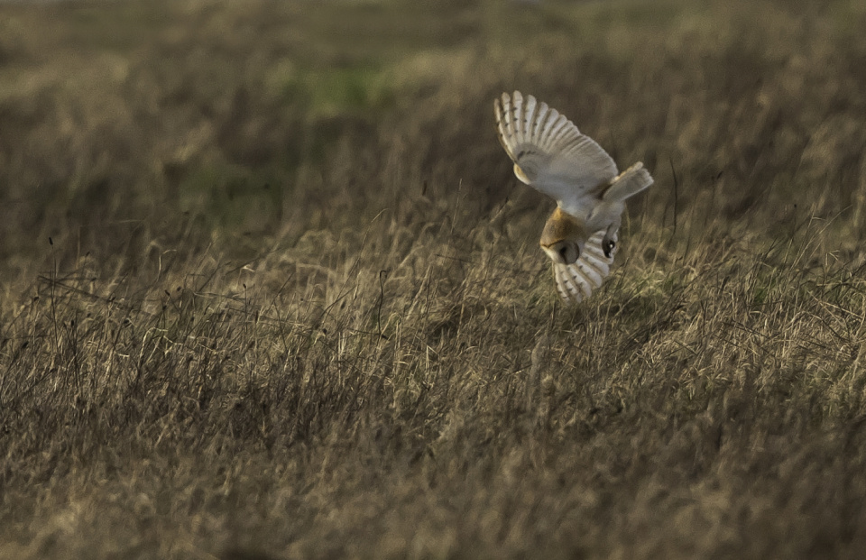 Pounce | Hillyblips | Blipfoto