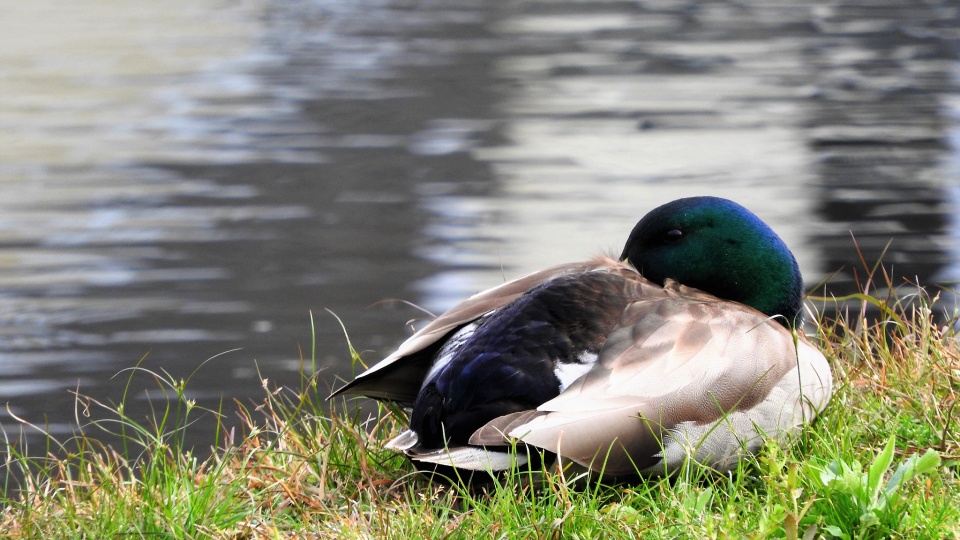 Mallard Without Mate | asburydan | Blipfoto