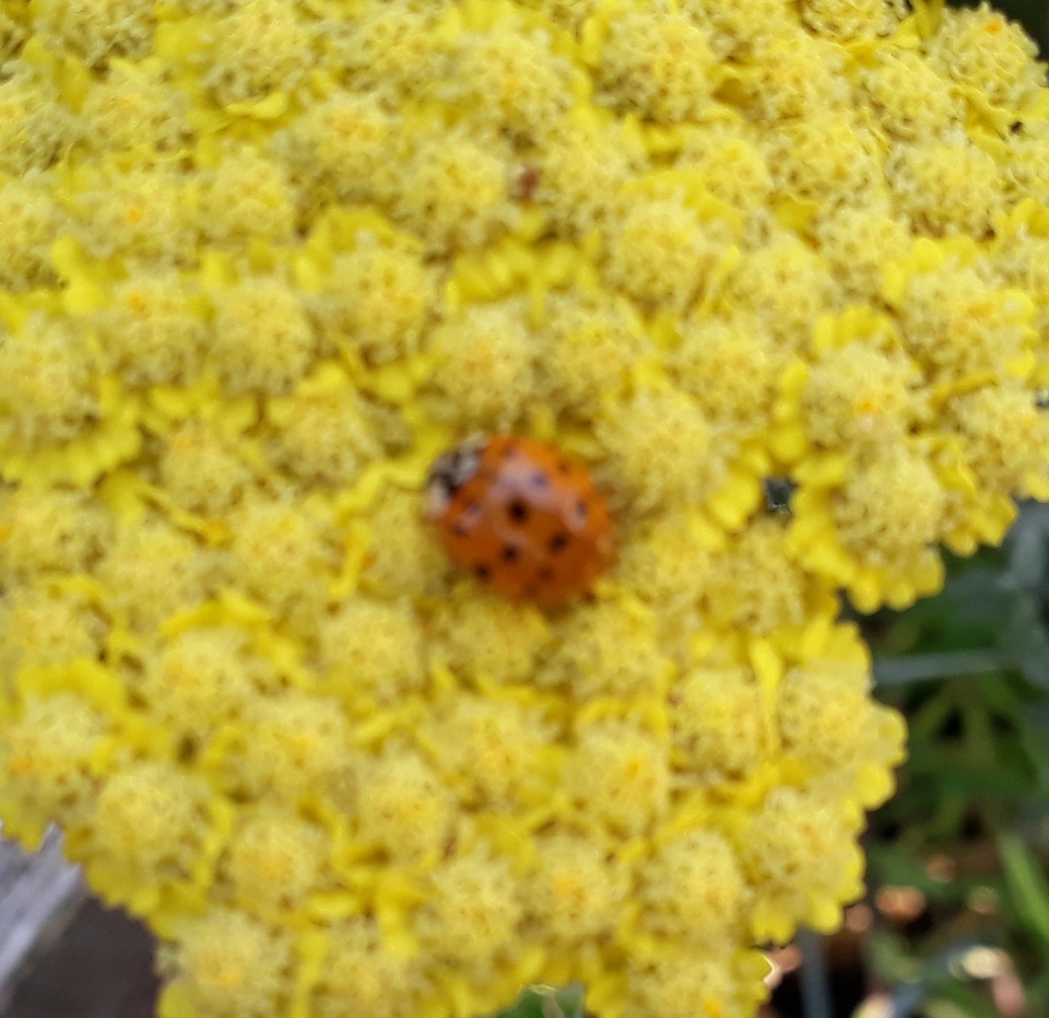 Anti-aphid device | bridgeman | Blipfoto