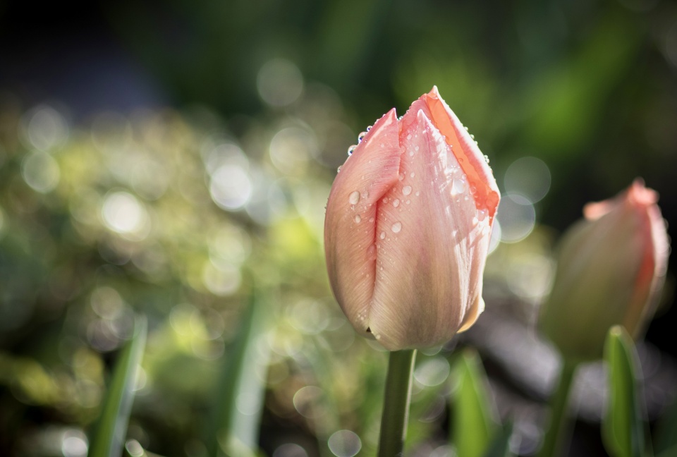 Tulip bokeh | maureen6002 | Blipfoto
