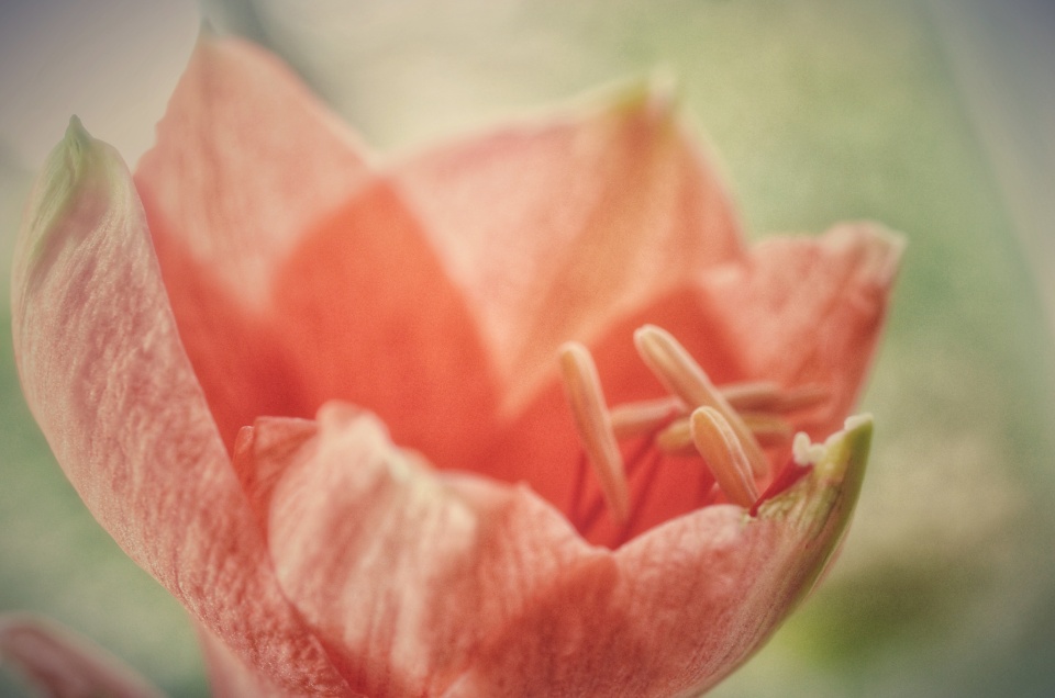 Amaryllis | Ingeborg | Blipfoto