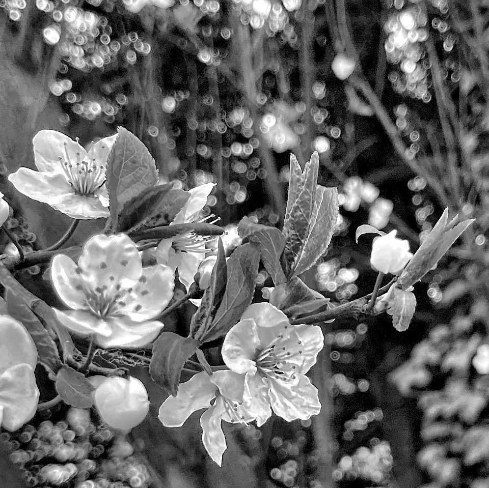 Signs of Spring | mambo | Blipfoto