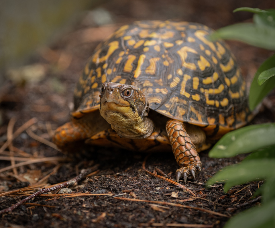 Box Turtle | wrperry | Blipfoto