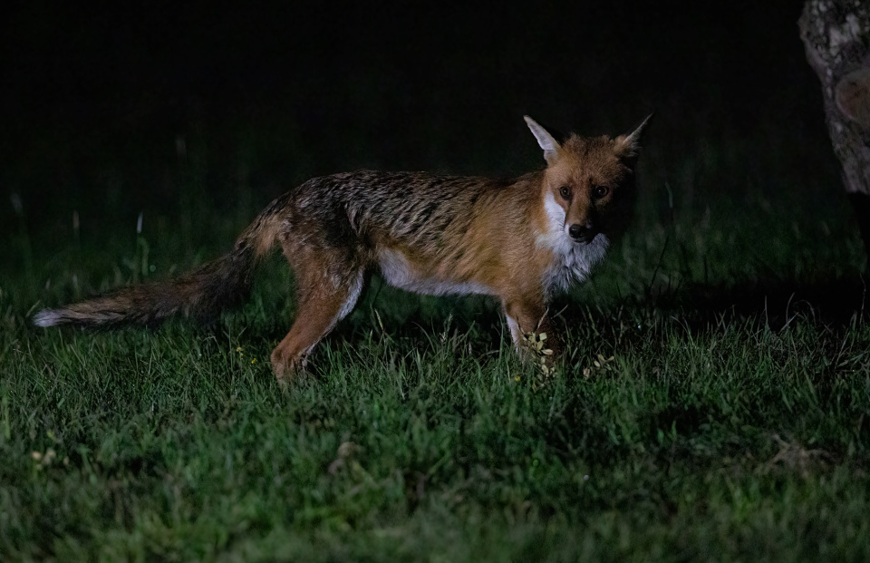 Wary Look | Hillyblips | Blipfoto