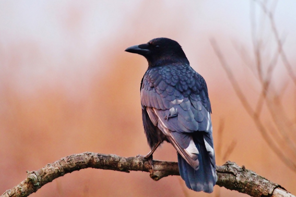 Leucistic Crow In The Pink | MsQuizzical | Blipfoto