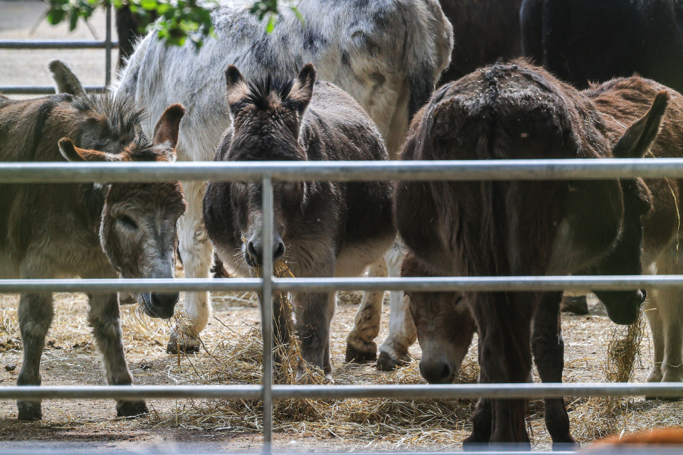 "Thine Humble Beast" | MsQuizzical | Blipfoto