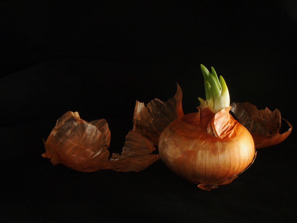 New growth | Cider12 | Blipfoto