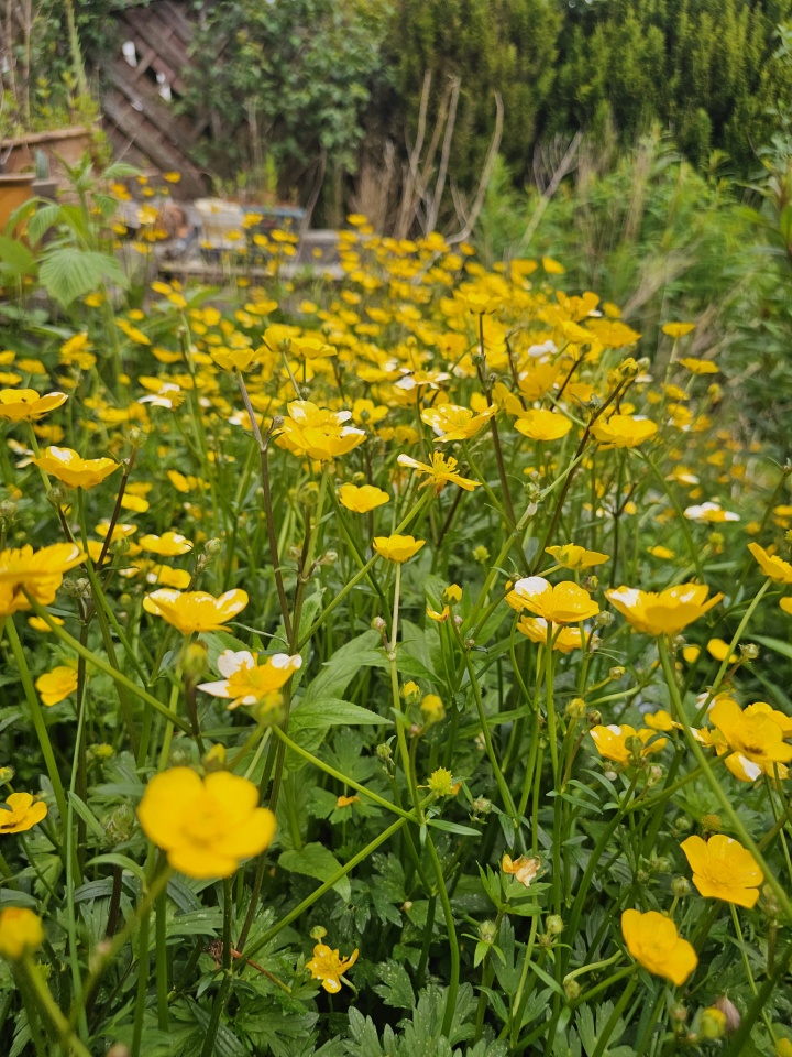Creeping buttercup | nadinepierce | Blipfoto