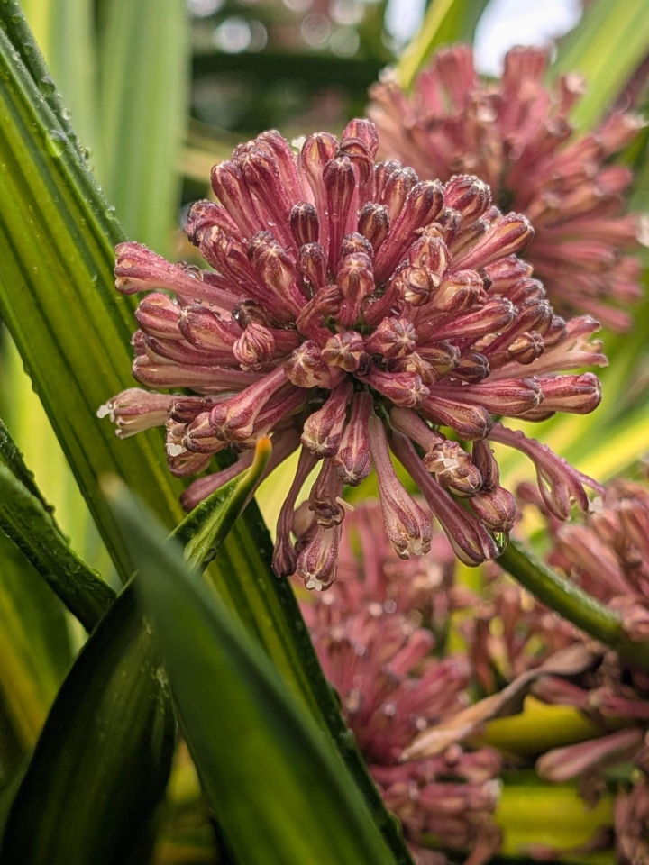 Dracaena fragrans | creativelenna | Blipfoto