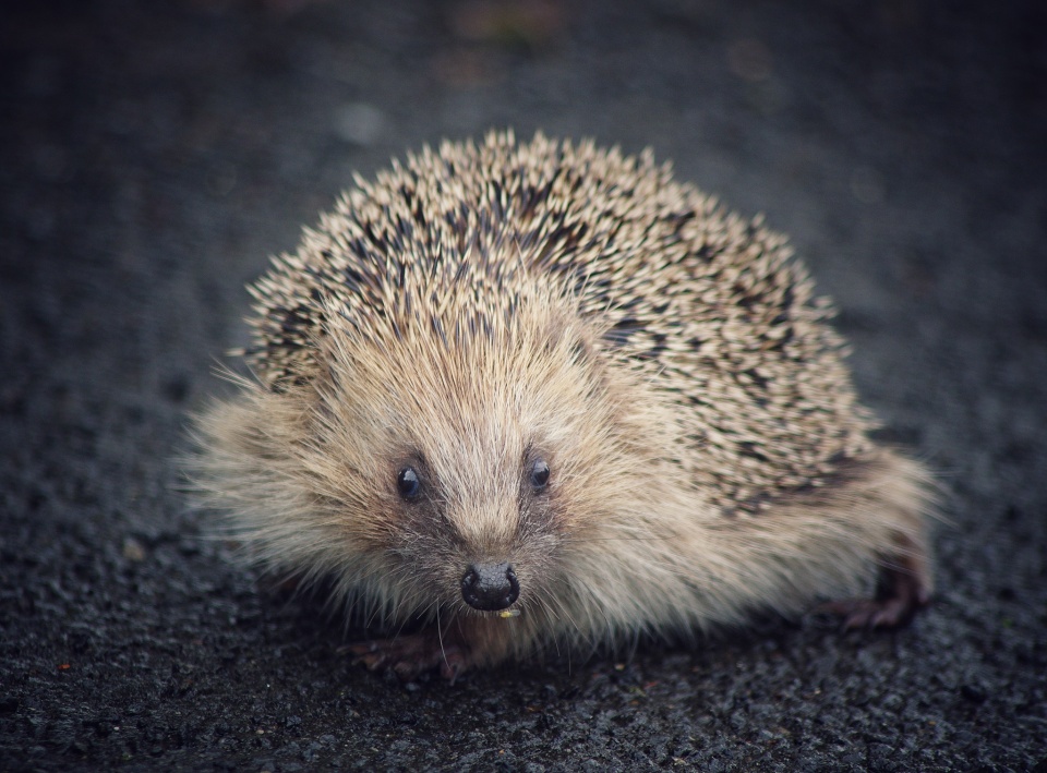 The Hodgeheg | Shaaamie | Blipfoto