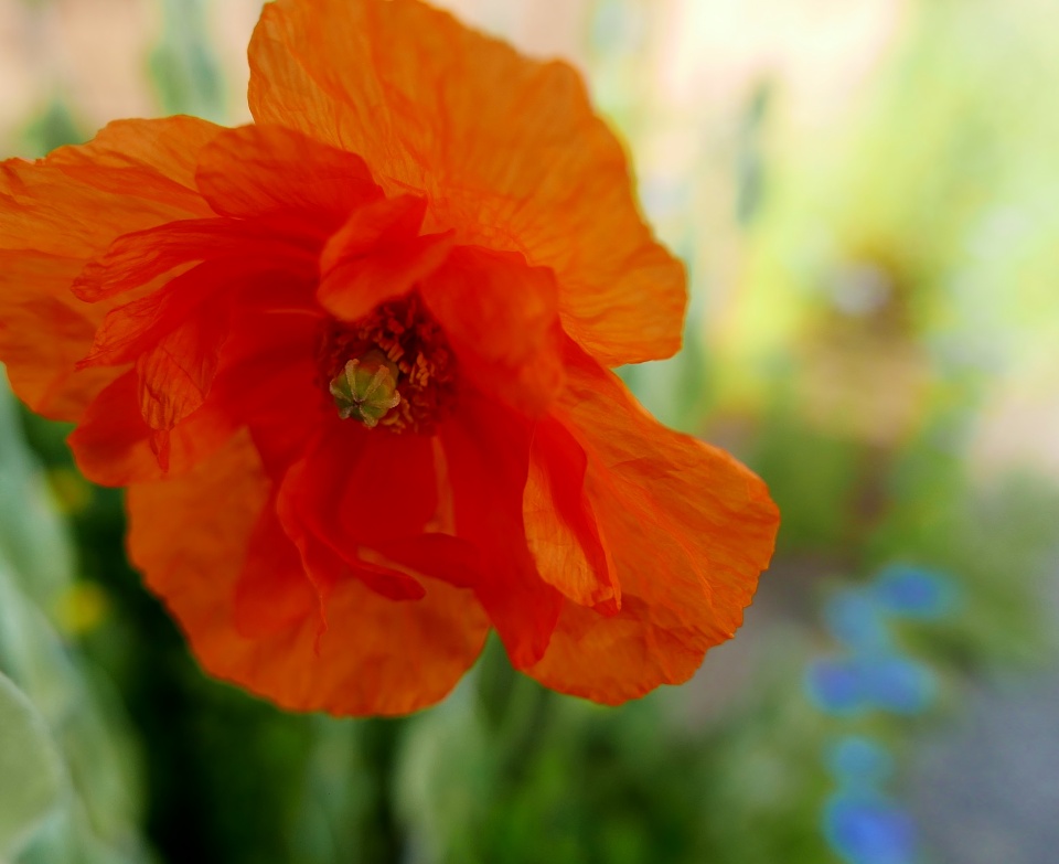 Flower Friday....Poppy | evolybab | Blipfoto