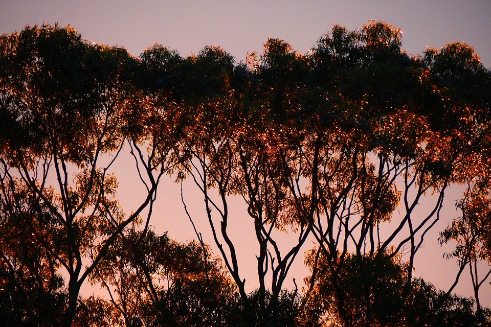 Gum trees | AnnieBelle | Blipfoto