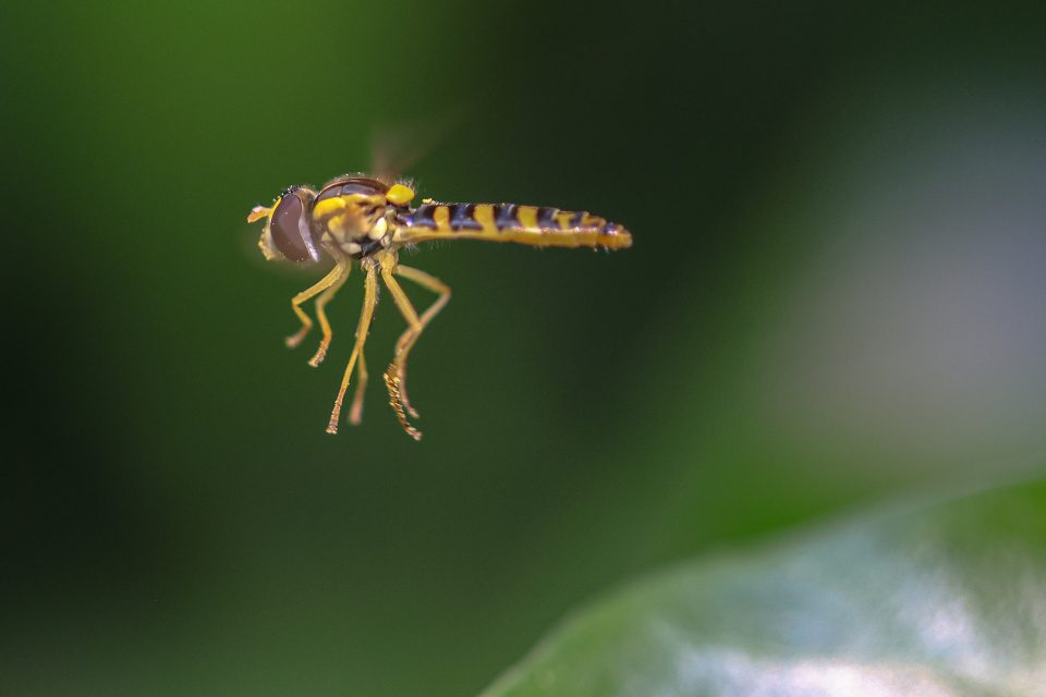 Hoverfly Kiss | MsQuizzical | Blipfoto