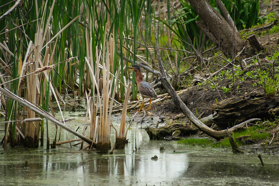 Scurrying Off | MikeWest | Blipfoto