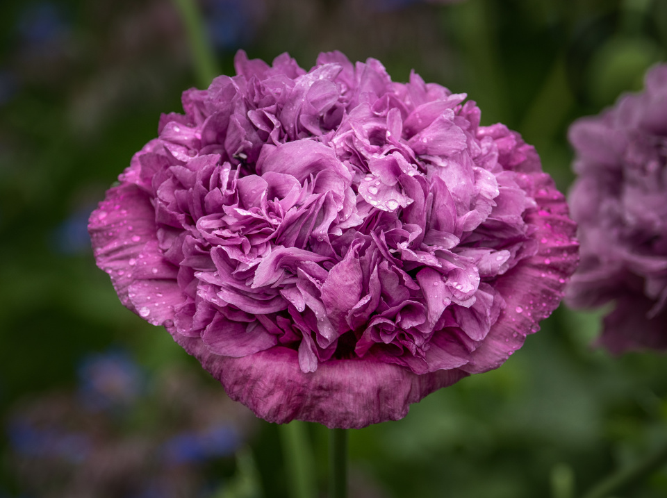 Flower Friday: Poppy | davidc | Blipfoto