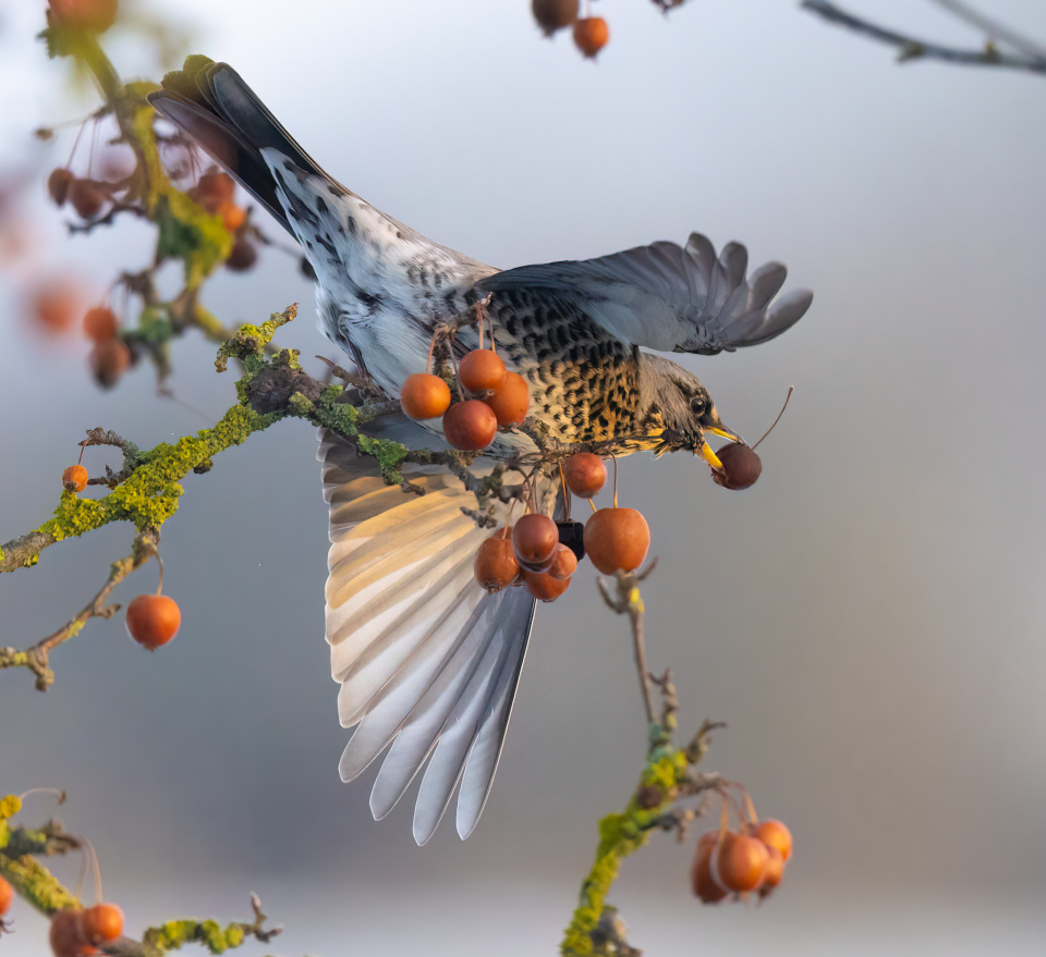 Fieldfare Flight | Hillyblips | Blipfoto