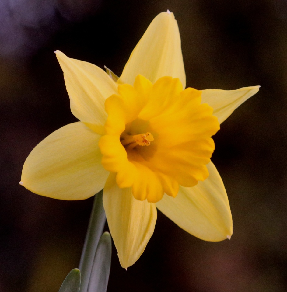 Is it spring already? | nangee | Blipfoto