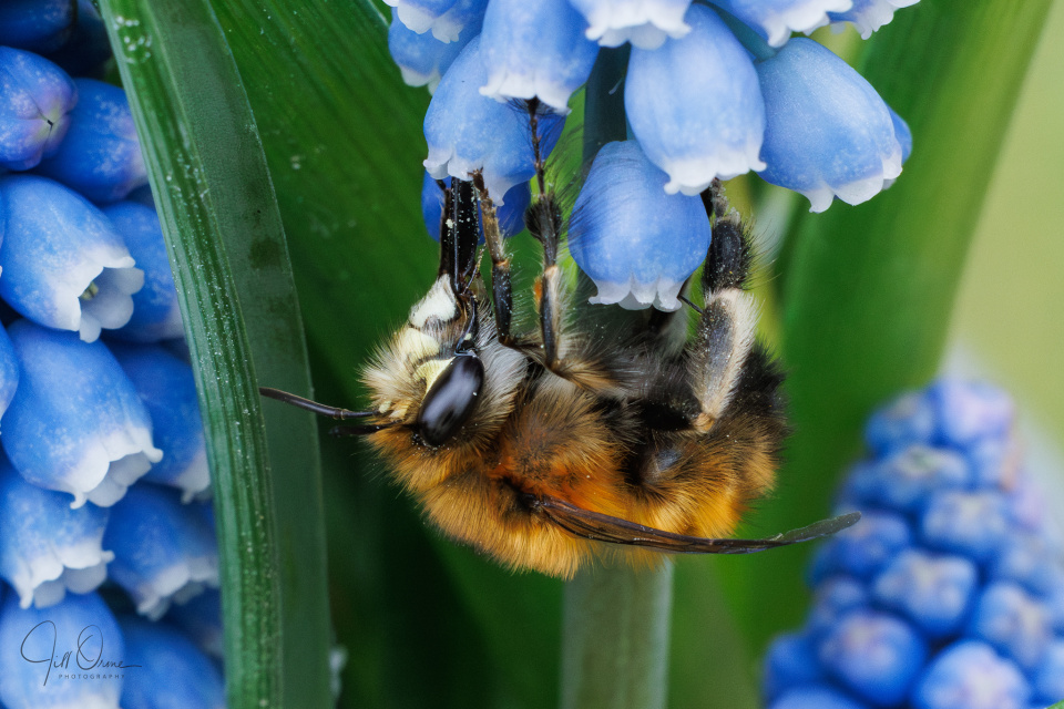 Tube feeder | JDO | Blipfoto