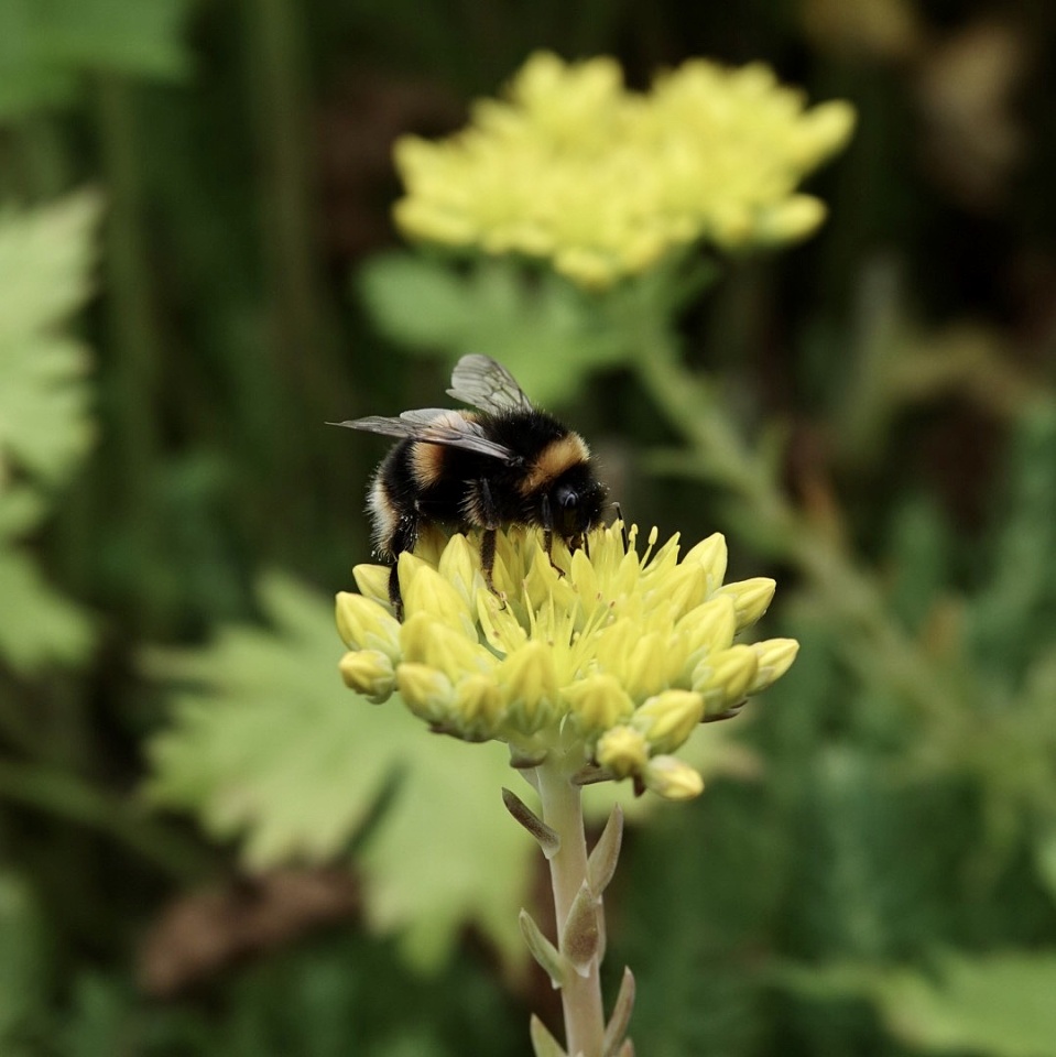Bee on succulent | esiuol | Blipfoto