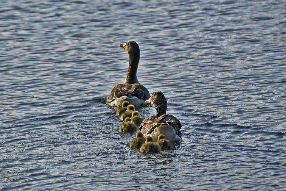 Guarded Geese | RtCph | Blipfoto