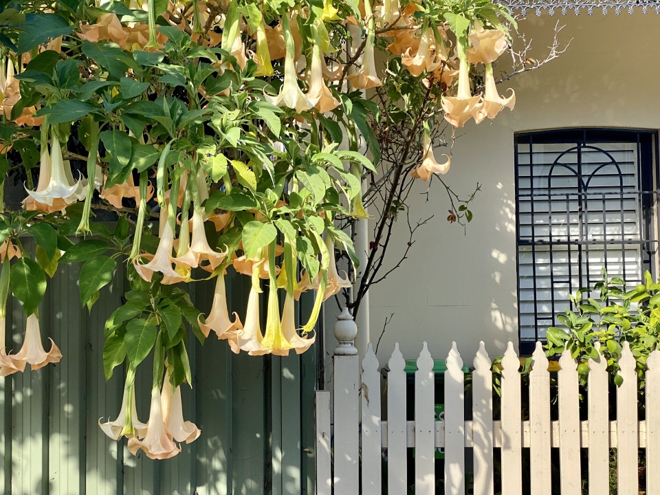 Angel’sTrumpets | SeriousFrolic | Blipfoto