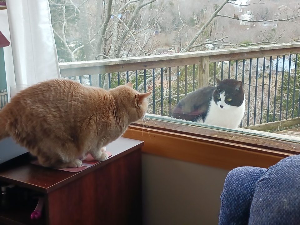 Staring match | KathyH58 | Blipfoto