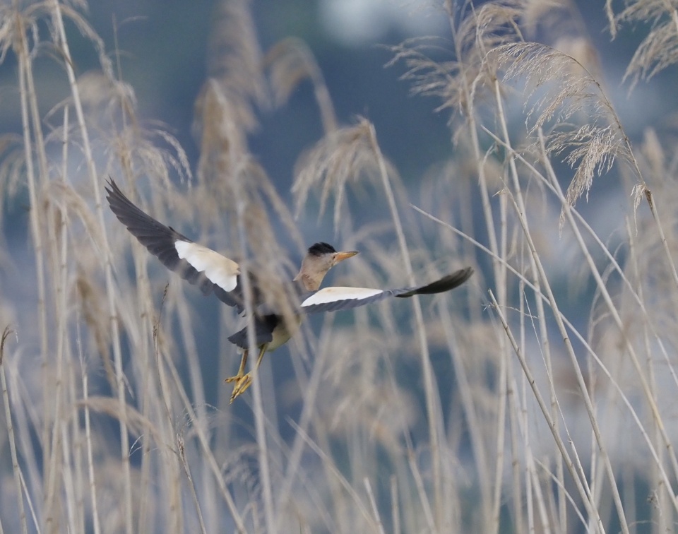 Flight of the Little Bittern | HilarysView | Blipfoto