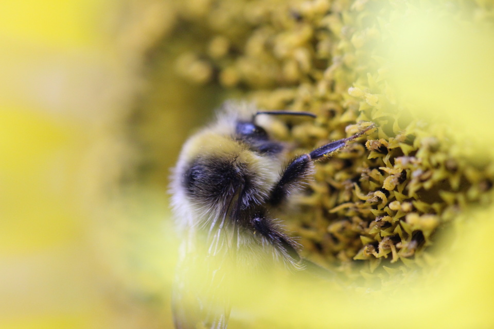 Busy Bee | treehouse_tales | Blipfoto