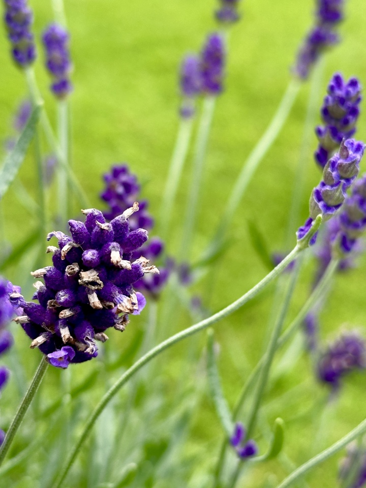 Lavender | LomondLad | Blipfoto