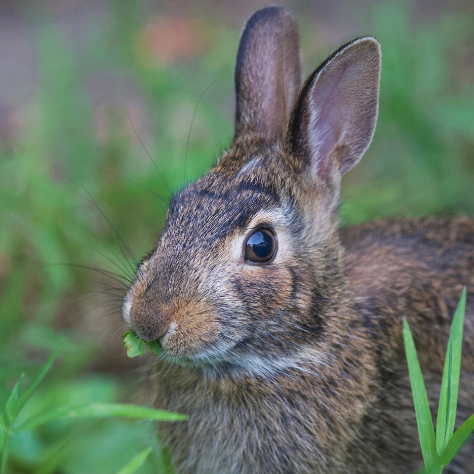 "Leaf me alone, please" | justbe | Blipfoto