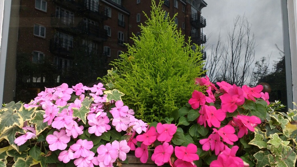 Pub window box | pennytherabbit | Blipfoto