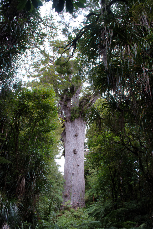 Tāne Mahuta | Quigs | Blipfoto