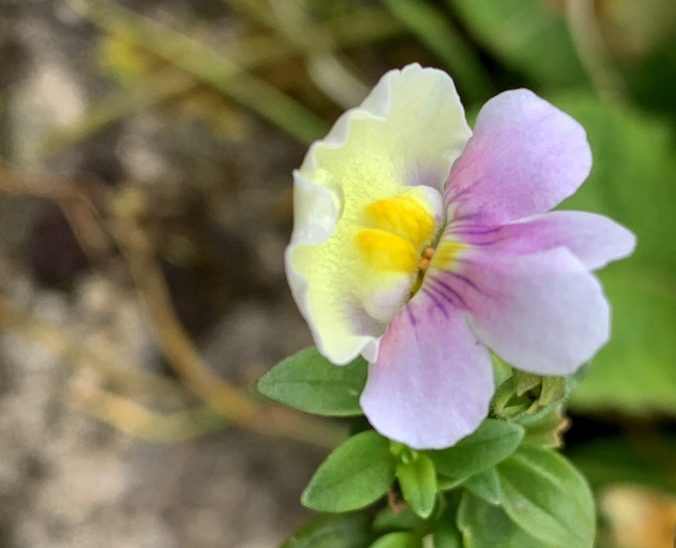 Nemesia Easter Bonnet | Vectensian | Blipfoto