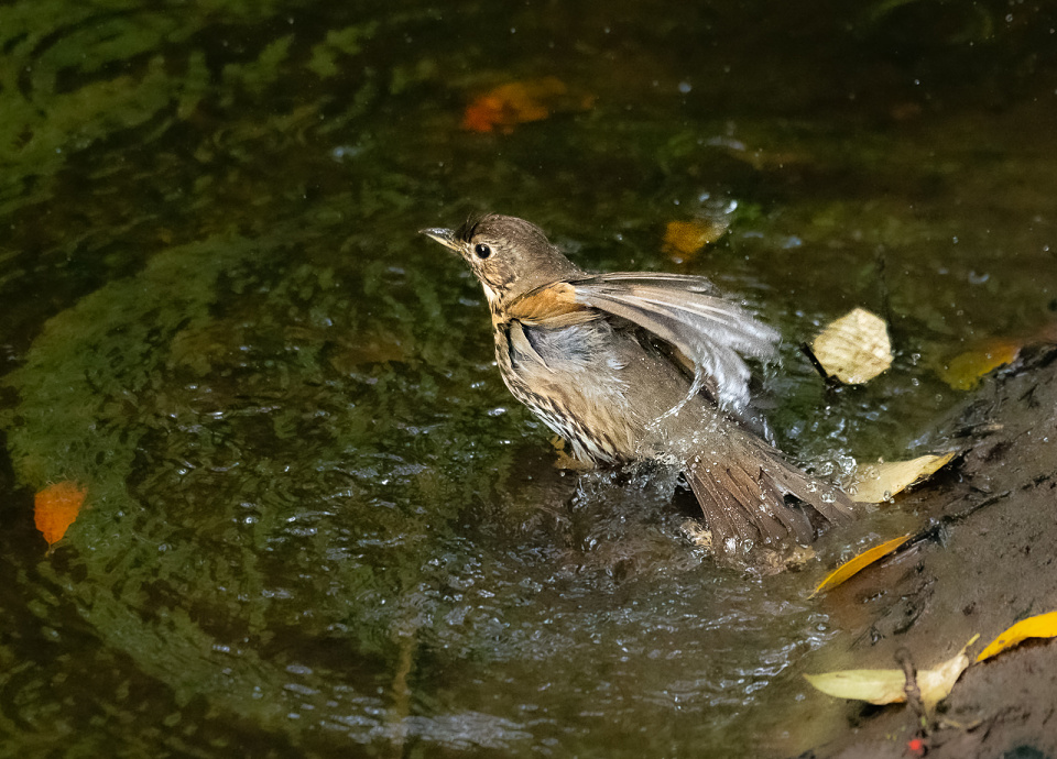 Bath time | jamesM | Blipfoto