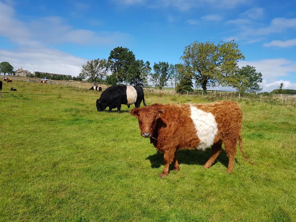 Red Belted Galloway | YellowBalloon | Blipfoto