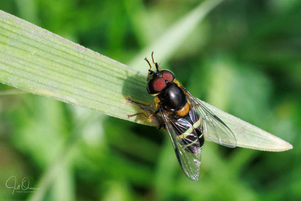 Ta-da! | JDO | Blipfoto