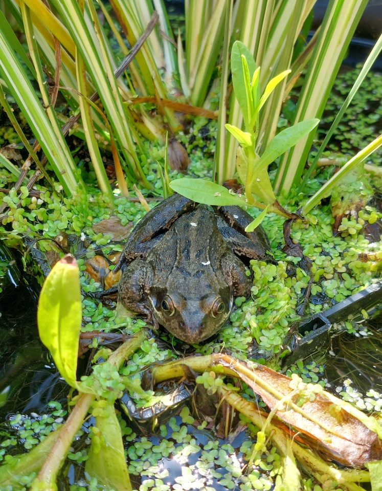 Pond life | helenann | Blipfoto