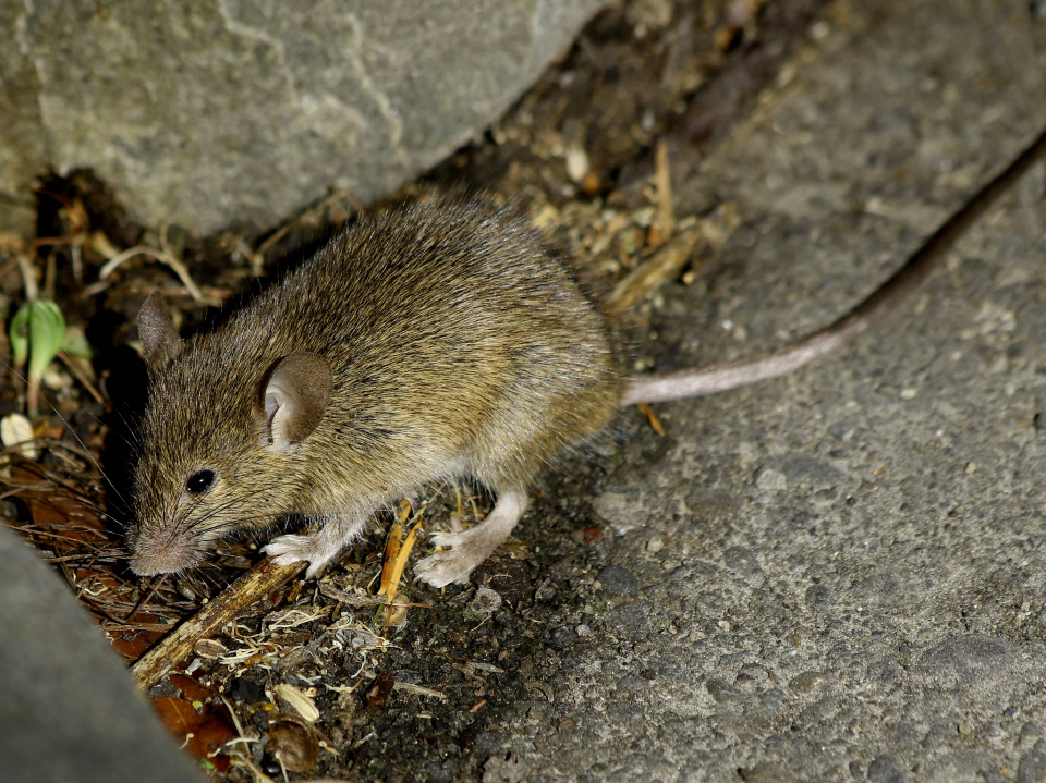 Chilled Mouse | cabbagetree | Blipfoto